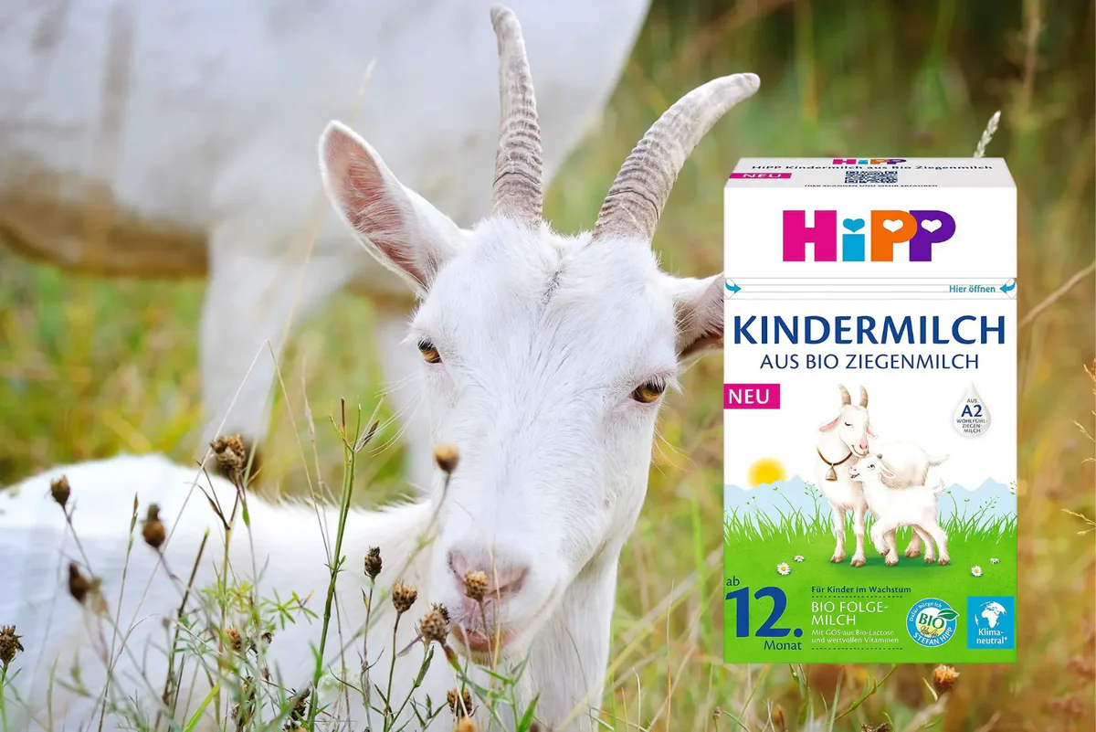 All About HiPP Goat Stage 3 Organic Formula - Organicbabyfood.shop